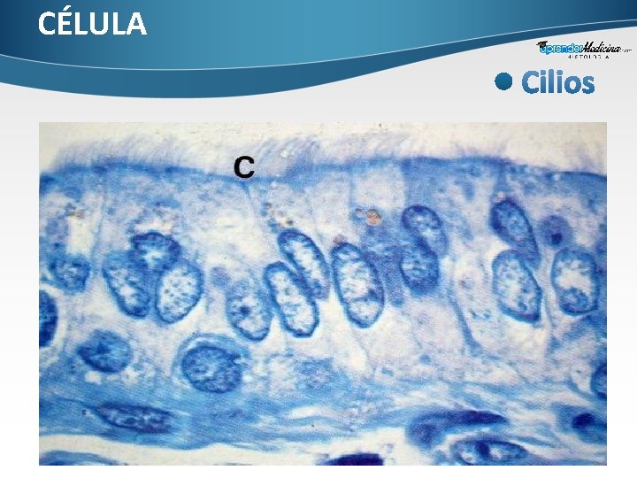 CLULA CLULA Protoplasma Carioplasma Citoplasma CLULA CLULA A