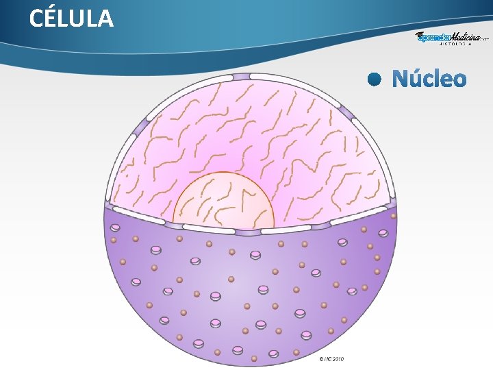 CLULA CLULA Protoplasma Carioplasma Citoplasma CLULA CLULA A