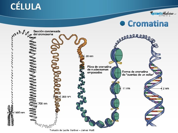 CLULA CLULA Protoplasma Carioplasma Citoplasma CLULA CLULA A