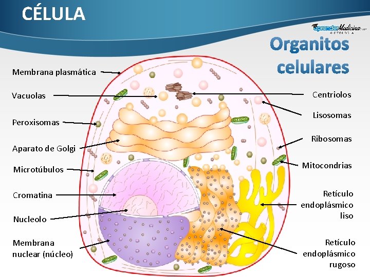 CLULA CLULA Protoplasma Carioplasma Citoplasma CLULA CLULA A