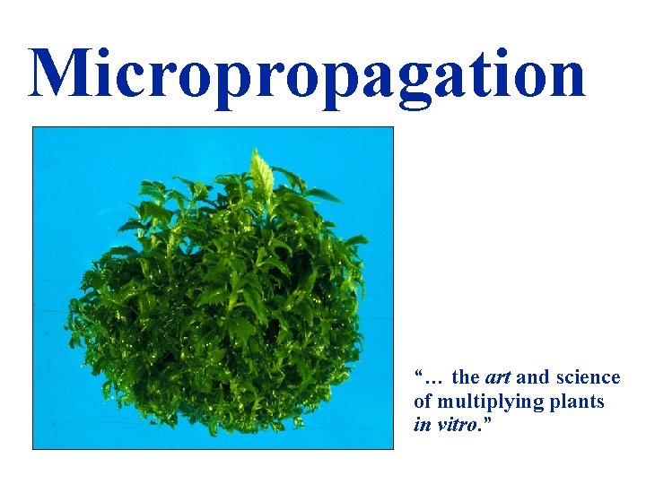 Micropropagation the art and science of multiplying plants