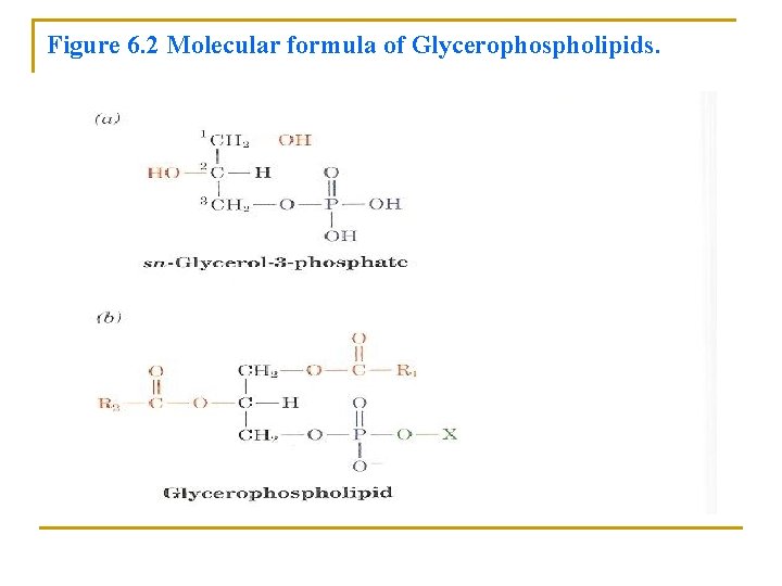 Chapter 6 Lipids and Membranes 1 Lipid classification