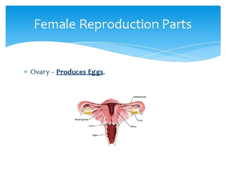 Male and Female Reproductive Systems Female Reproductive System