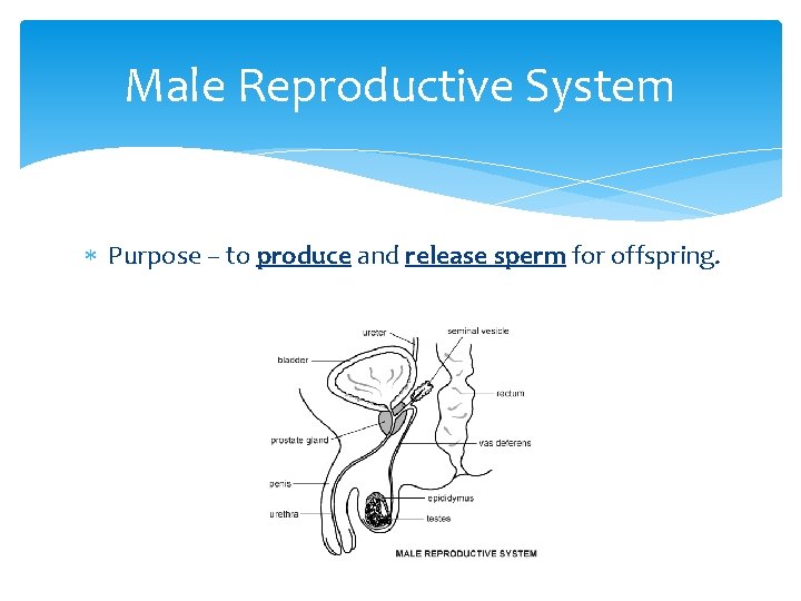 Male and Female Reproductive Systems Female Reproductive System