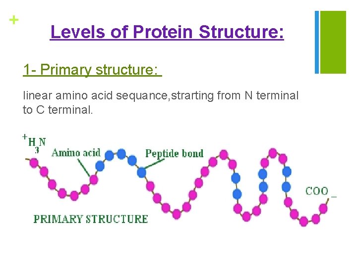 Proteins Qualitative Tests for Proteins n Proteins are