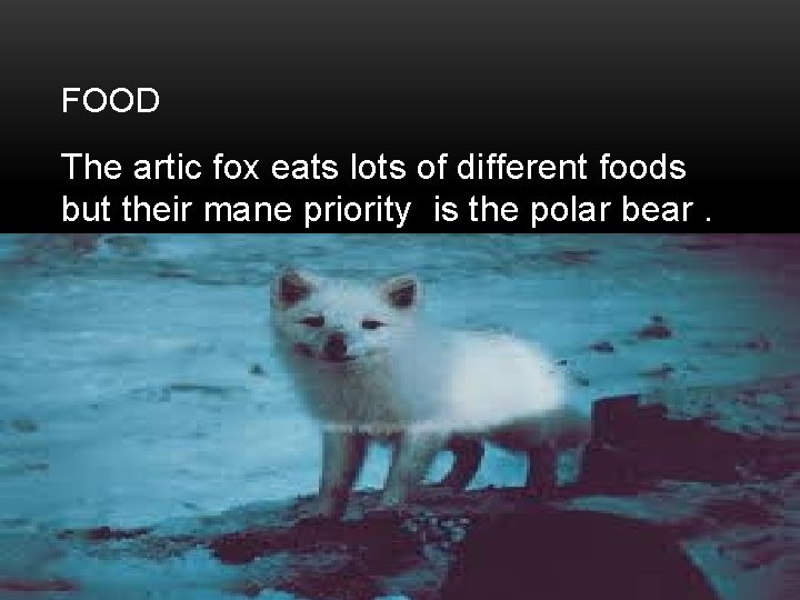 ARTIC FOX By Ryan INFORMATION Scientific name alopex
