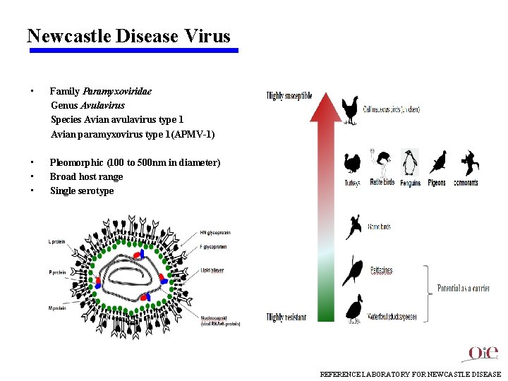EVPA Conference 2017 Newcastle disease an old disease