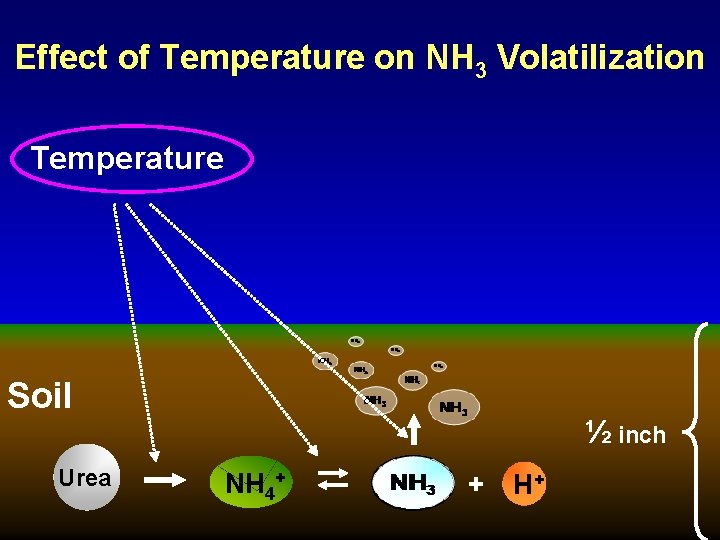Ammonia volatilization losses using apsim - perflowers