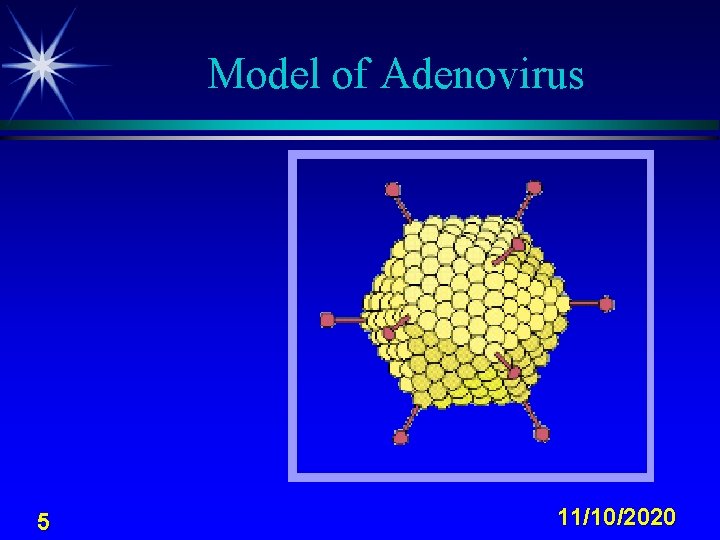 Introduction to Adenoviruses Hugh Fackrell University of Windsor