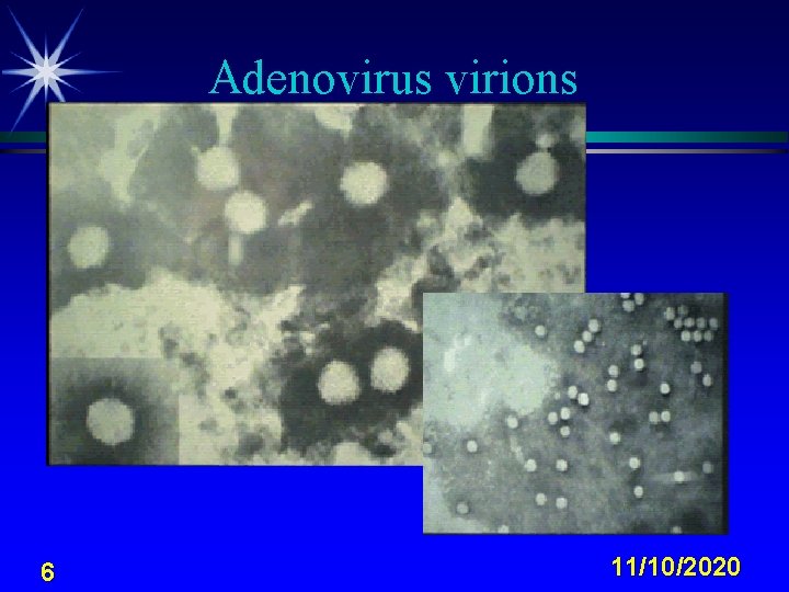 Introduction to Adenoviruses Hugh Fackrell University of Windsor