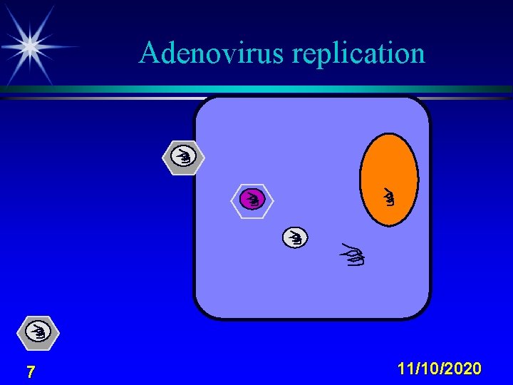 Introduction to Adenoviruses Hugh Fackrell University of Windsor
