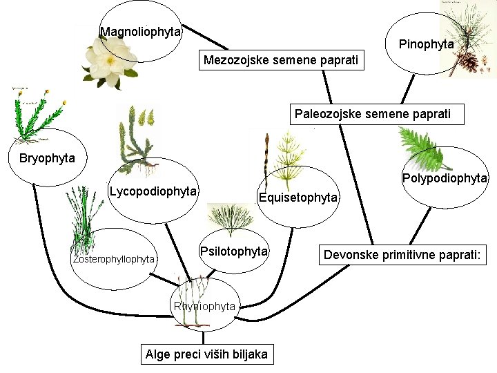 Magnoliophyta Pinophyta Mezozojske semene paprati Paleozojske semene ...