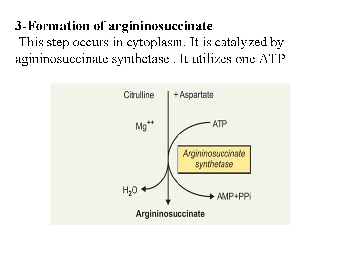 Urea Formation KrebsHenseleit cycle Ammonia is highly toxic