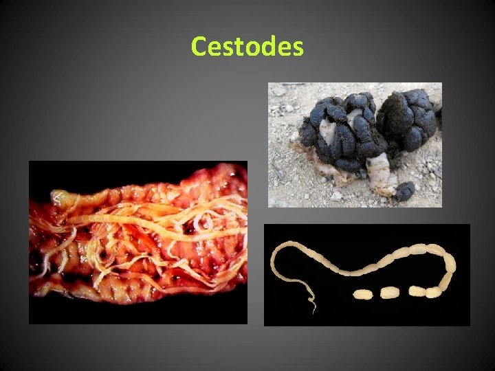 Phylum Platyhelminthes Phylum Platyhelminthes Pljosnati parenhimatini ...