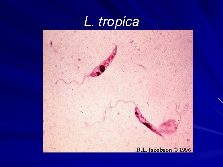BLOOD TISSUE FLAGELLATES HAEMOFLAGELLATES Morphologic forms There are