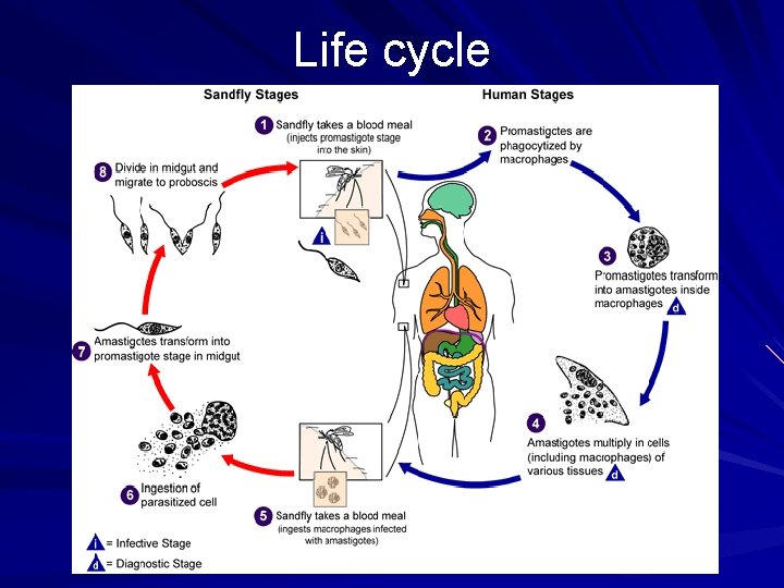 BLOOD TISSUE FLAGELLATES HAEMOFLAGELLATES Morphologic forms There are