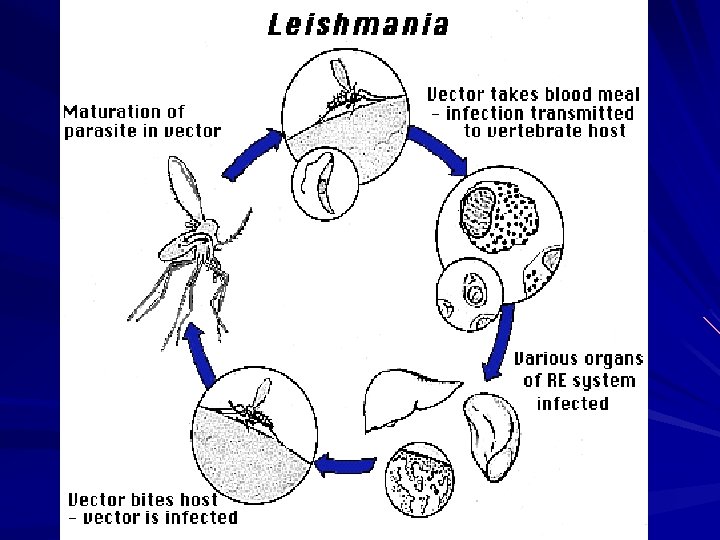 BLOOD TISSUE FLAGELLATES HAEMOFLAGELLATES Morphologic forms There are