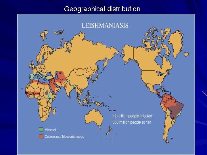 BLOOD TISSUE FLAGELLATES HAEMOFLAGELLATES Morphologic forms There are