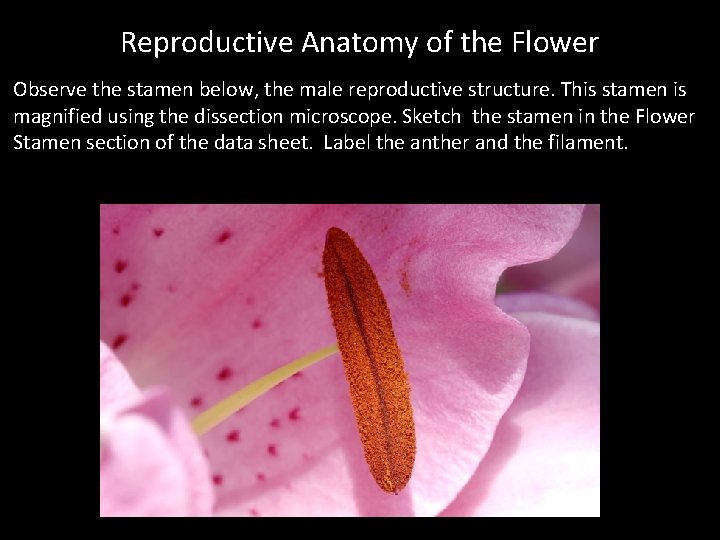 Flower Dissection Lab Biology Resource Manual Pages 26