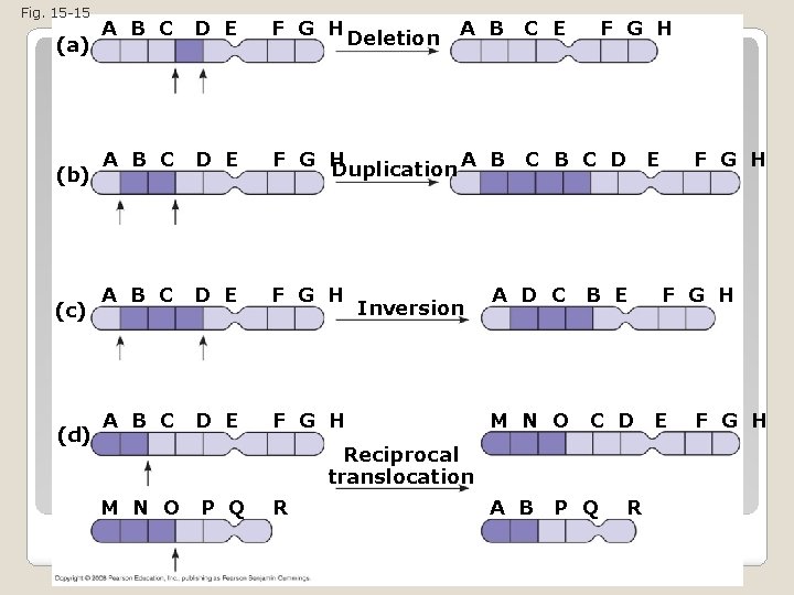 Errors in mitosis or meiosis can results in