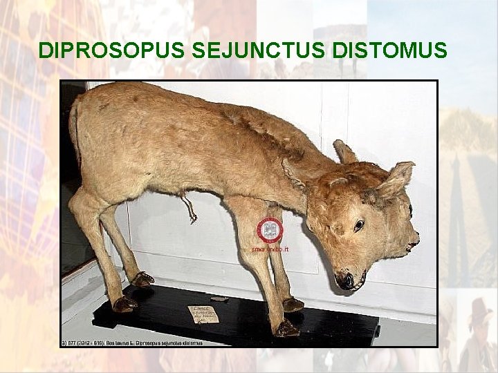 TERATOLOGA MEDICINA VETERINARIA Y ZOOTECNIA 2005 TERATOLOGA Rama