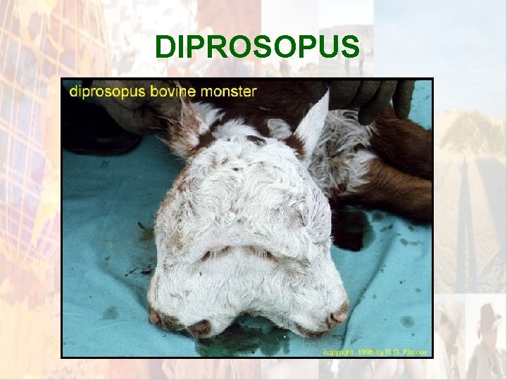 TERATOLOGA MEDICINA VETERINARIA Y ZOOTECNIA 2005 TERATOLOGA Rama