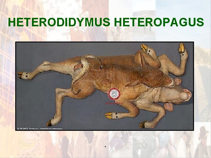 TERATOLOGA MEDICINA VETERINARIA Y ZOOTECNIA 2005 TERATOLOGA Rama