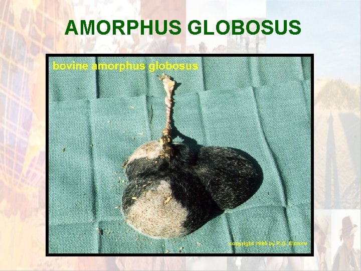 TERATOLOGA MEDICINA VETERINARIA Y ZOOTECNIA 2005 TERATOLOGA Rama