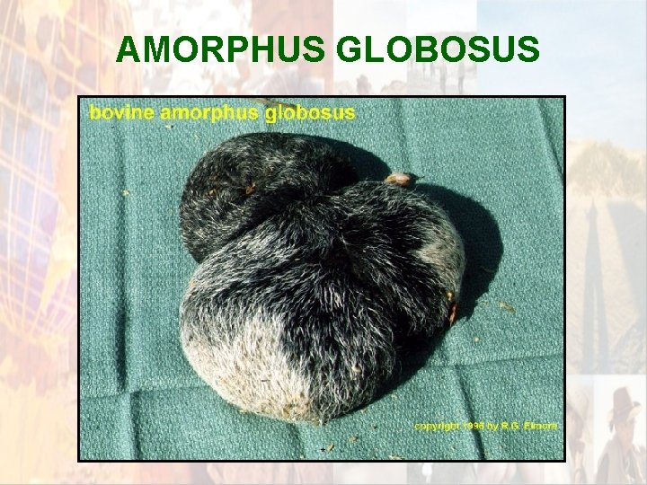 TERATOLOGA MEDICINA VETERINARIA Y ZOOTECNIA 2005 TERATOLOGA Rama