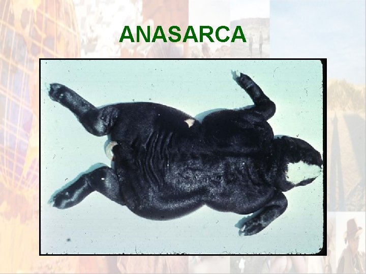 TERATOLOGA MEDICINA VETERINARIA Y ZOOTECNIA 2005 TERATOLOGA Rama