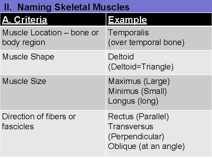 Chapter 10 Part A The Muscular System Annie