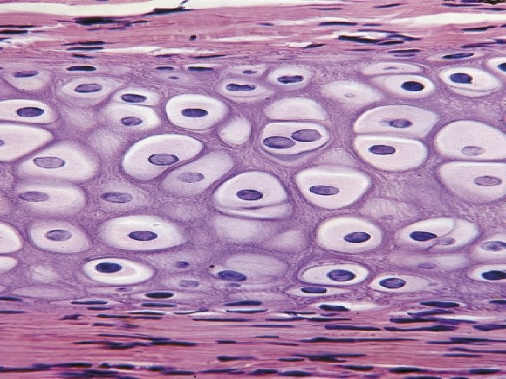 ESUTURILE CARTILAGINOASE Clasificarea esuturilor conjunctive esuturi ...