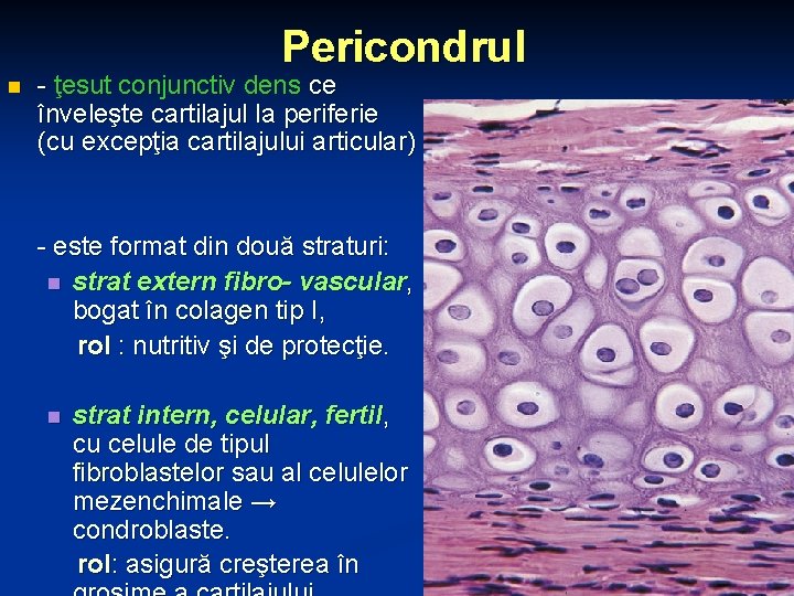 ESUTURILE CARTILAGINOASE Clasificarea esuturilor conjunctive esuturi ...