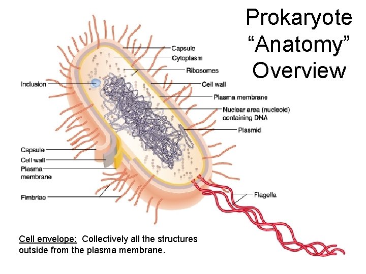 Microbial Overview Physiology and Evolution Prokaryotes vs Eukaryotes