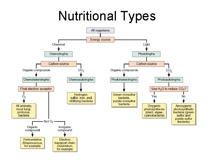 Microbial Overview Physiology and Evolution Prokaryotes vs Eukaryotes