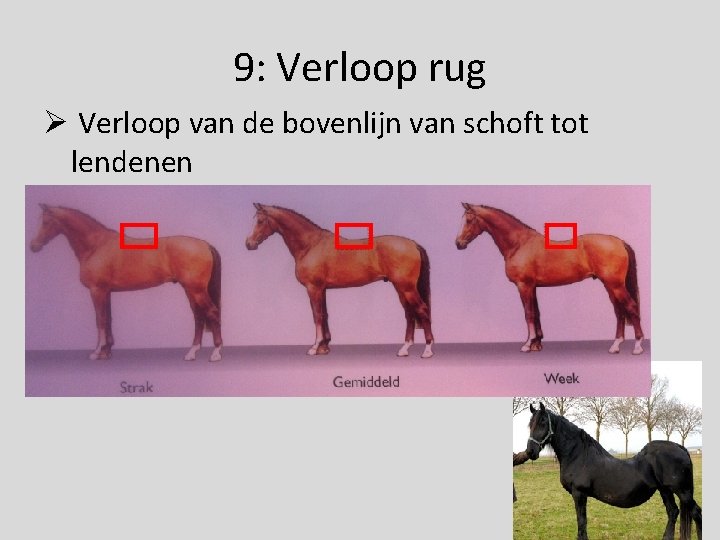 Exterieur beoordelen Doel Jullie kunnen het exterieur van