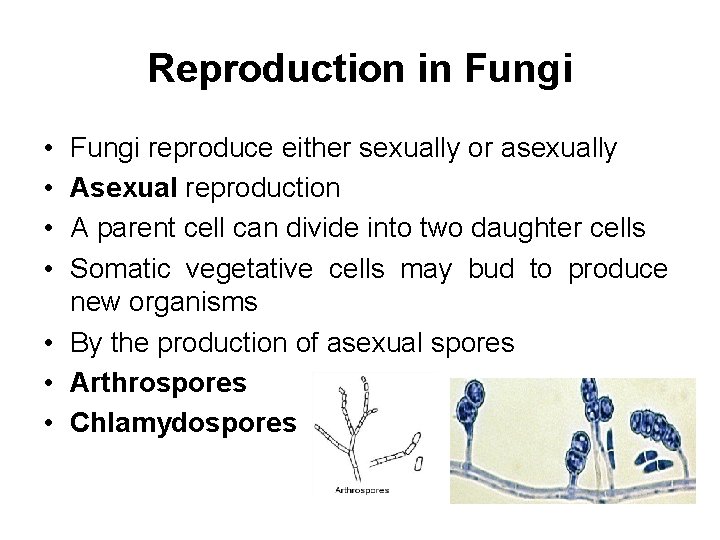 Fungi Fungi are eukaryotic sporebearing organisms with absorptive