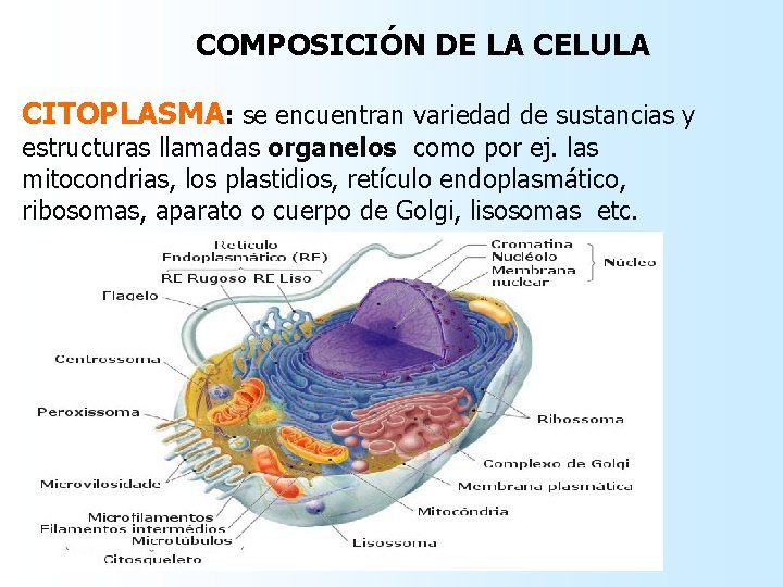 Organelos del citoplasma COMPOSICIN DE LA CELULA CITOPLASMA