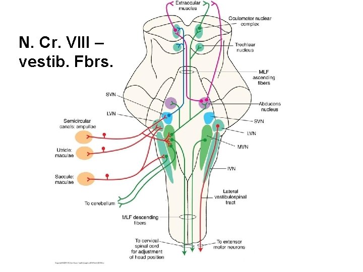 Trunchiul cerebral 2 Obiectivele cursului Nucleii echivalenti Structura
