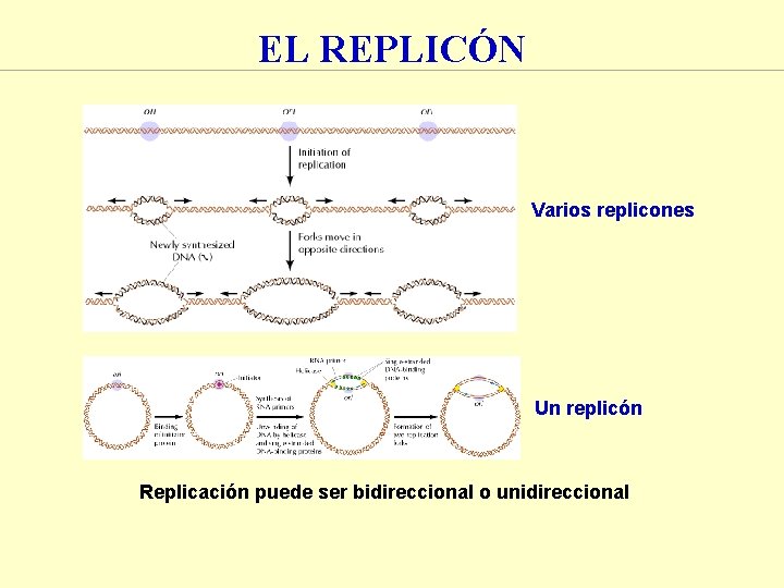 Leccin 5 La replicacin Mitosis y Meiosis POSIBLES