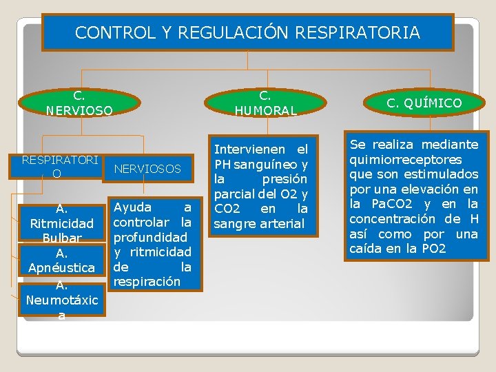 FISIOLOGA DEL APARATO RESPIRATORIO OBJETIVOS APRENDER CON EXACTITUD