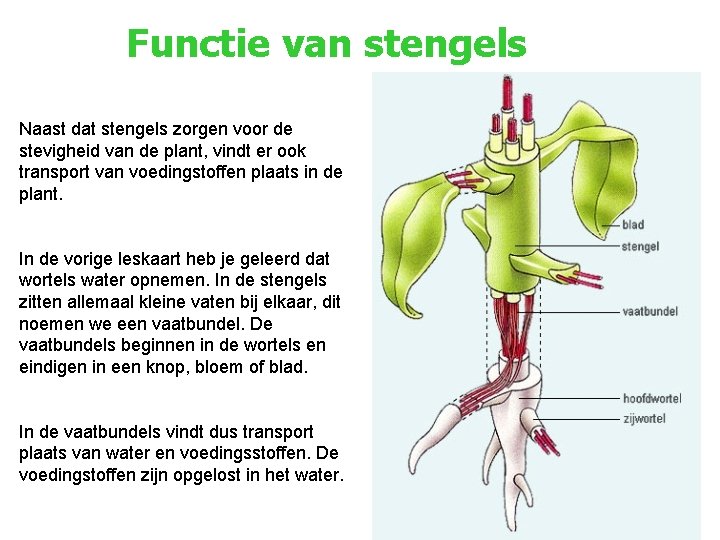 Thema planten Les 78 Stengels Docent Ernest Vak