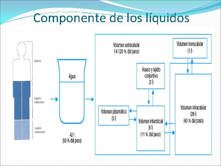 Lquidos y Electrolitos Principios generales COMPOSICION DE LIQUIDOS