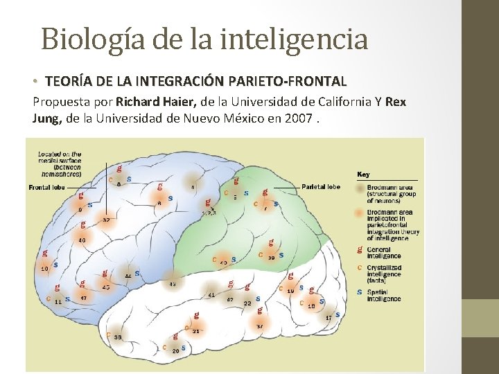 Inteligencia y Discapacidad Intelectual Qu significa ser inteligente