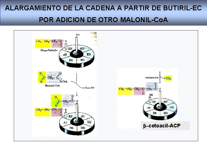 METABOLISMO DE LIPIDOS Biosntesis de cidos grasos saturados