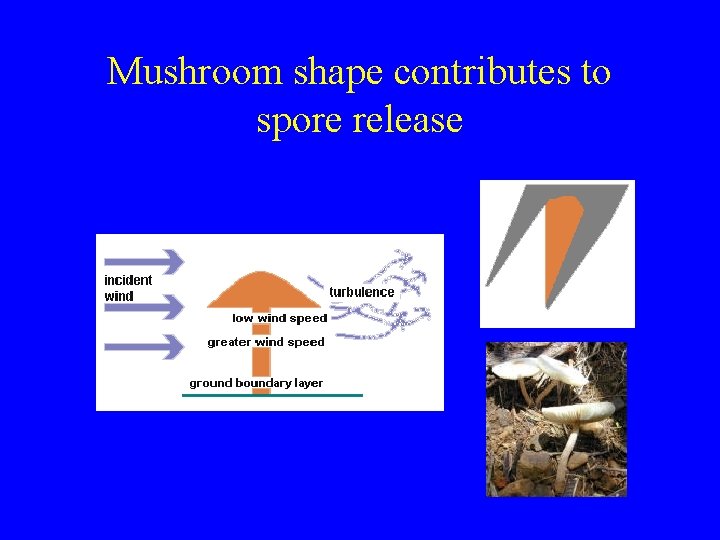 General spore features Definition reproductive cells capable of