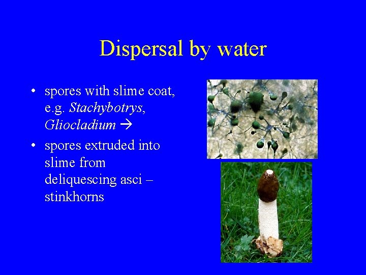 General spore features Definition reproductive cells capable of