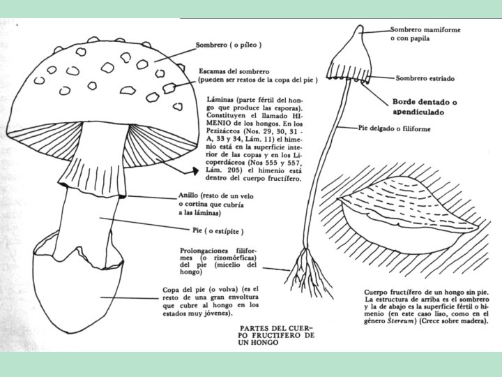 Divisin Basidiomycota A los basidiomicetos se los llama