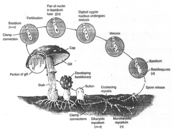 Divisin Basidiomycota A los basidiomicetos se los llama