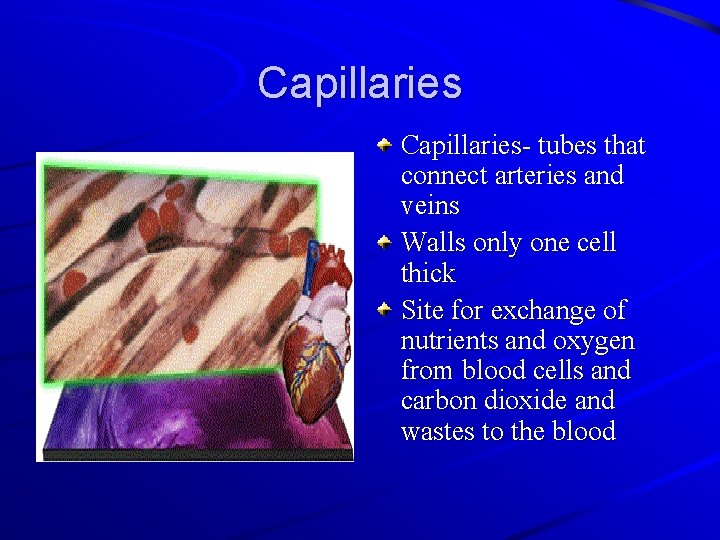 The Cardiovascular System Structure Function and Measurement Chapter